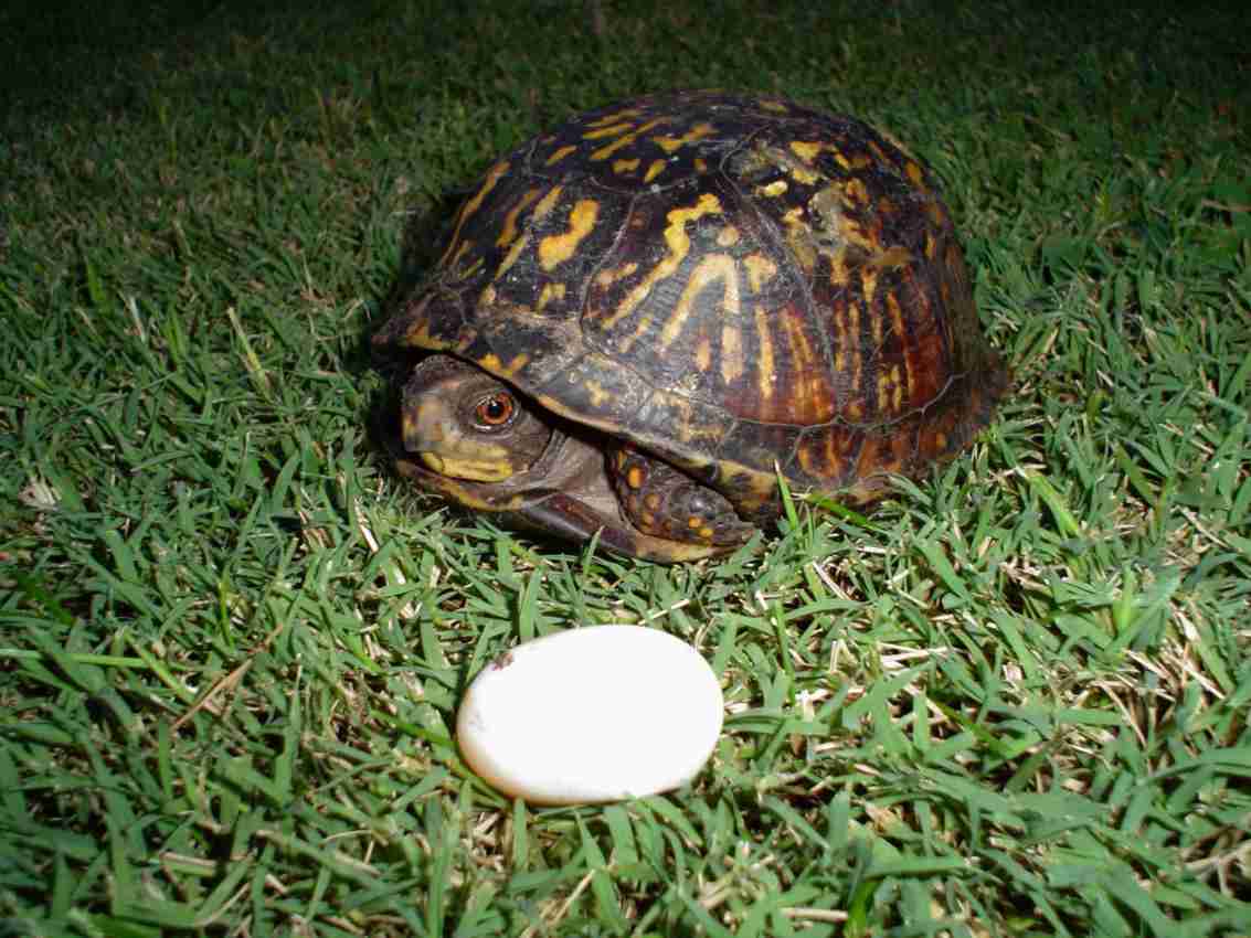 TurtleShots 17aug06 html